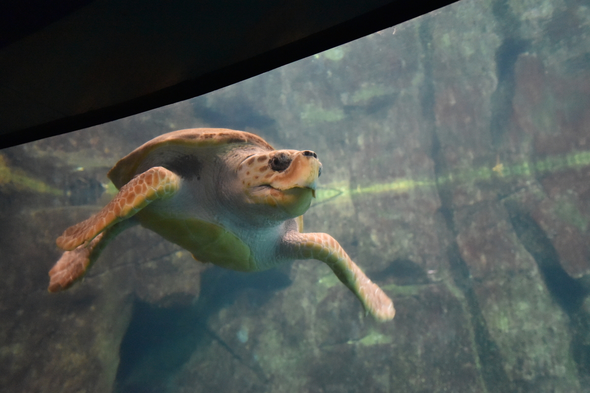 Nausicaa et côte d’Opale – Le site Web du CSDM